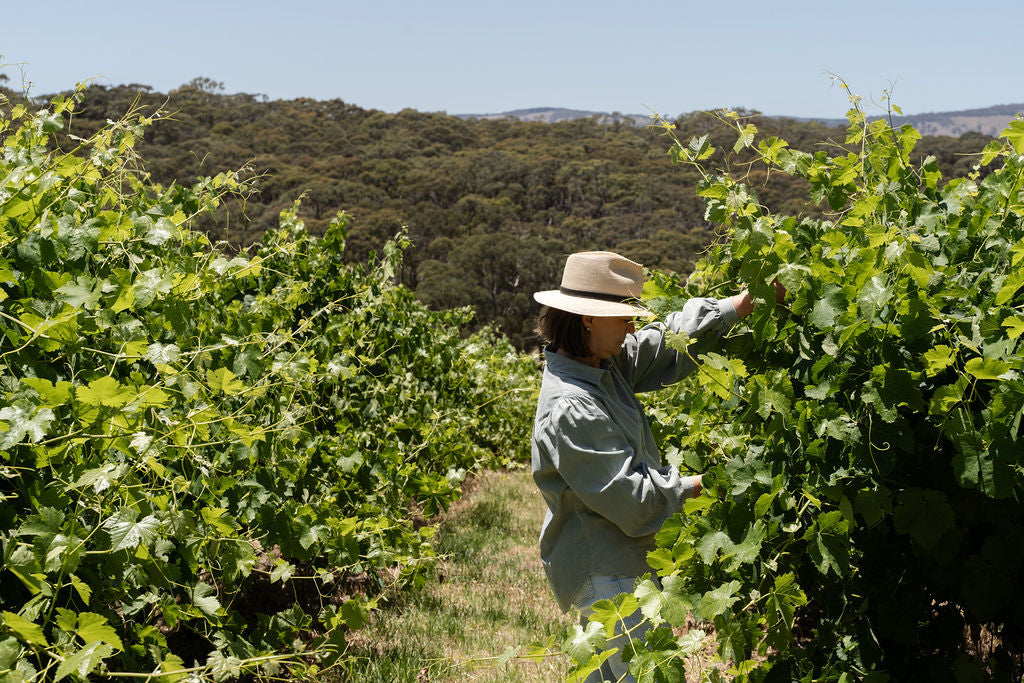 A Movement Towards a Sustainable Future | Land of Tomorrow Wine